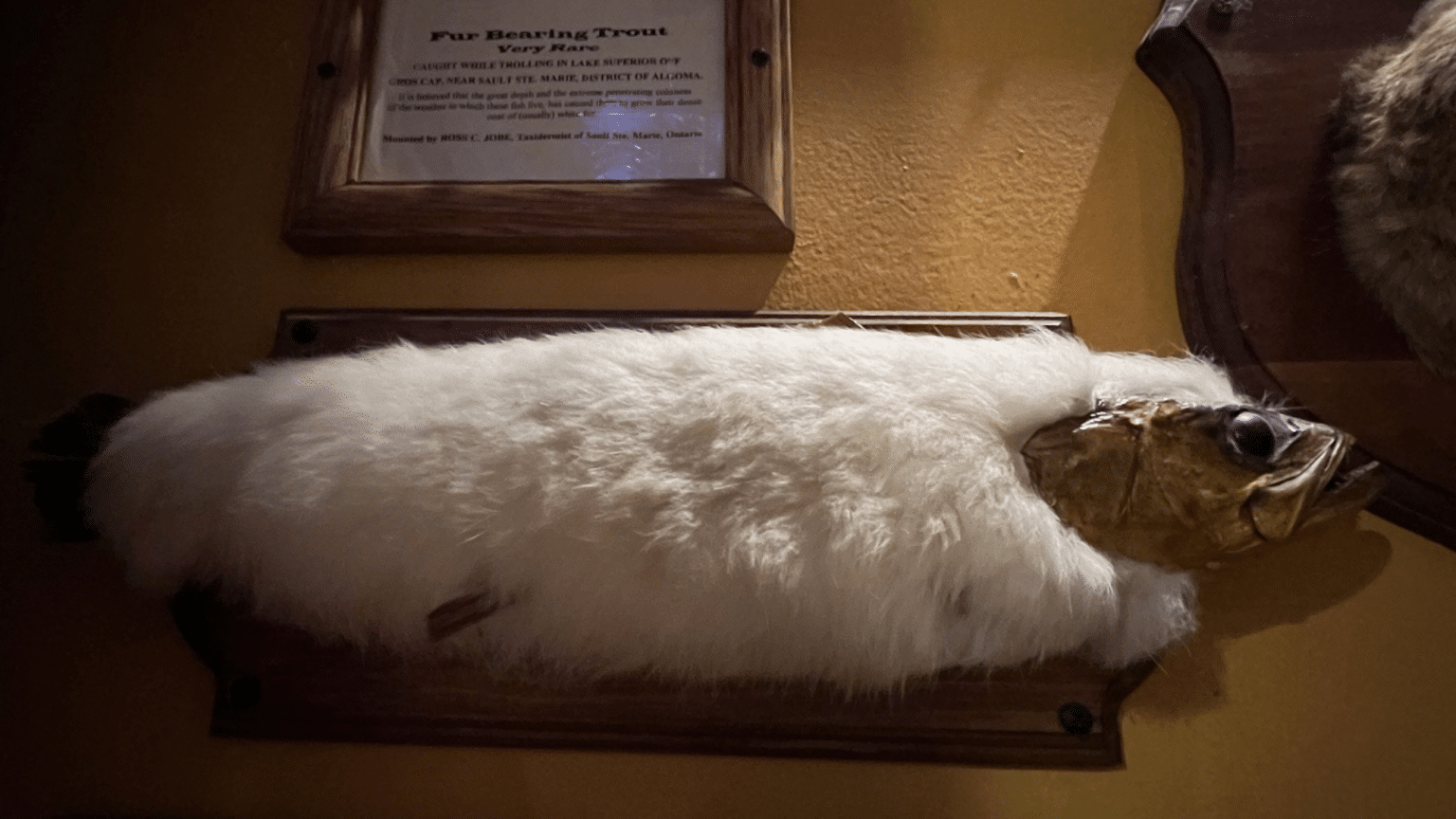 Fur Bearing Trout: Is it a Myth? - CU Independent