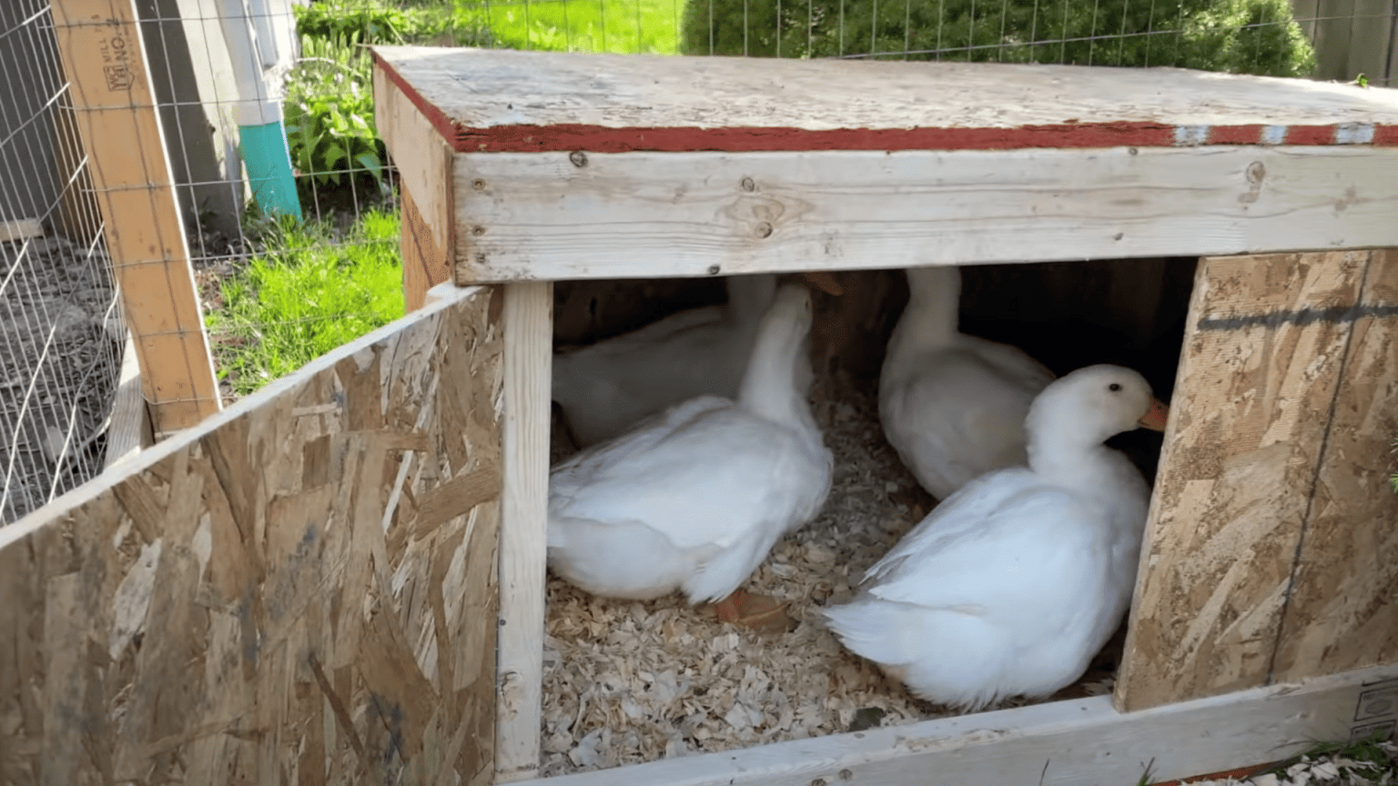 DIY Duck House: Build a Safe Duck Shelter - CU Independent