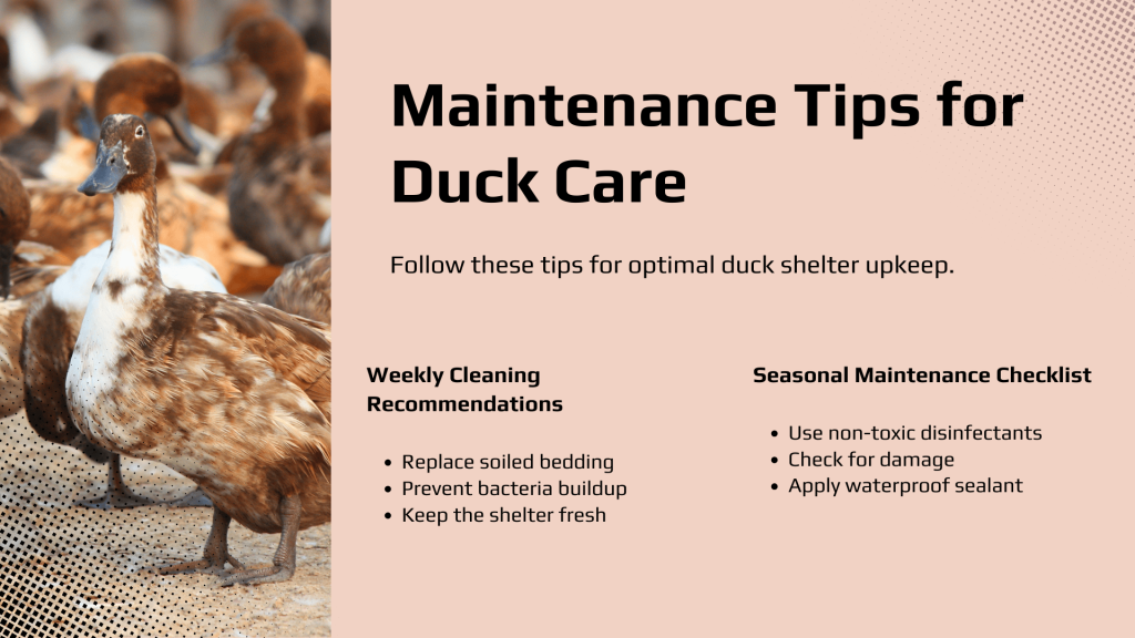DIY Duck House: Build a Safe Duck Shelter - CU Independent