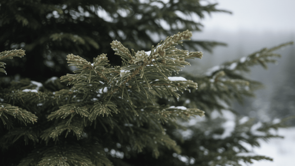 What Type of Tree Is a Christmas Tree? All You Need to Know - CU ...