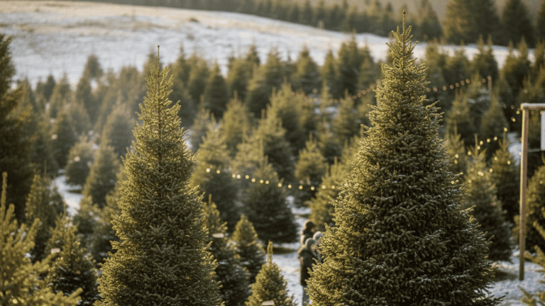 What Type of Tree Is a Christmas Tree? All You Need to Know - CU ...