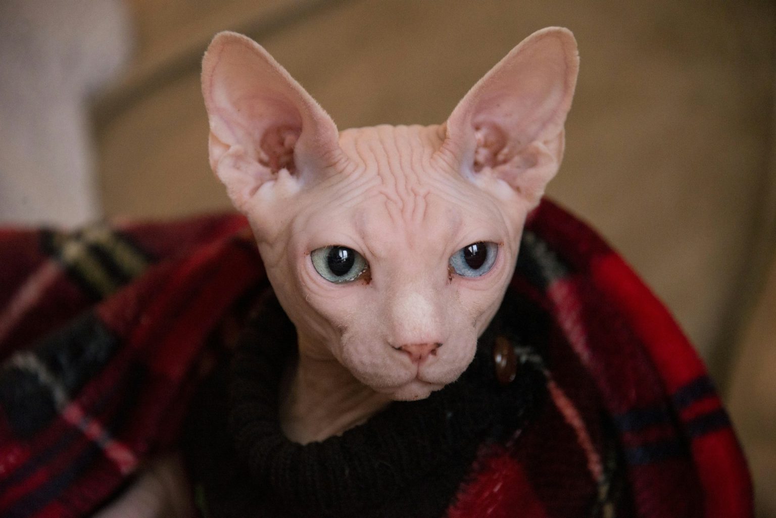 How to Raise a Happy and Healthy Sphynx Cat: Essential Care Tips - CU ...