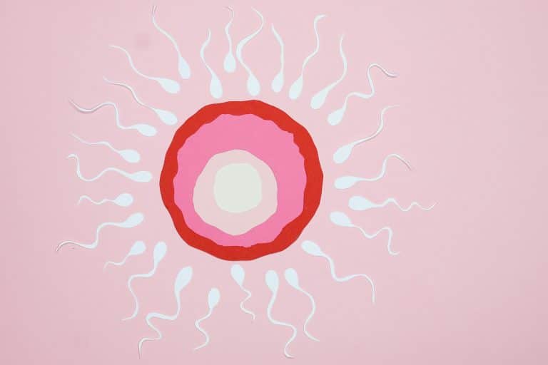 Kisspeptin-10: Multifunctional Peptide Potential in Reproduction ...